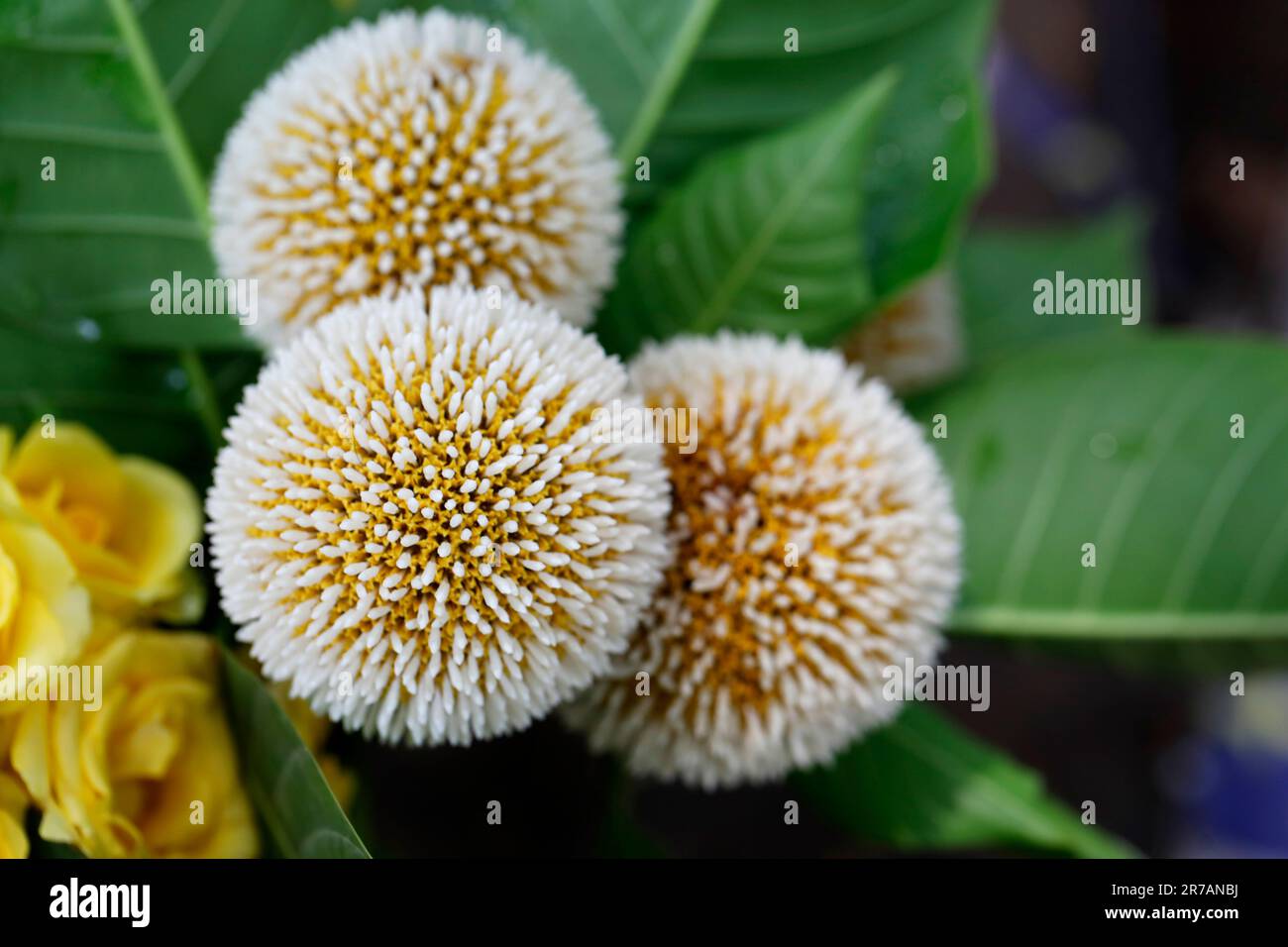 Dhaka, Bangladesh - June 14, 2023: The Burflower flower popularly known ...