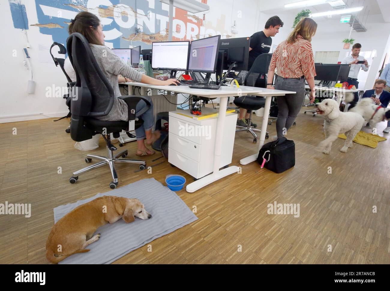 Dog caro hi-res stock photography and images - Alamy