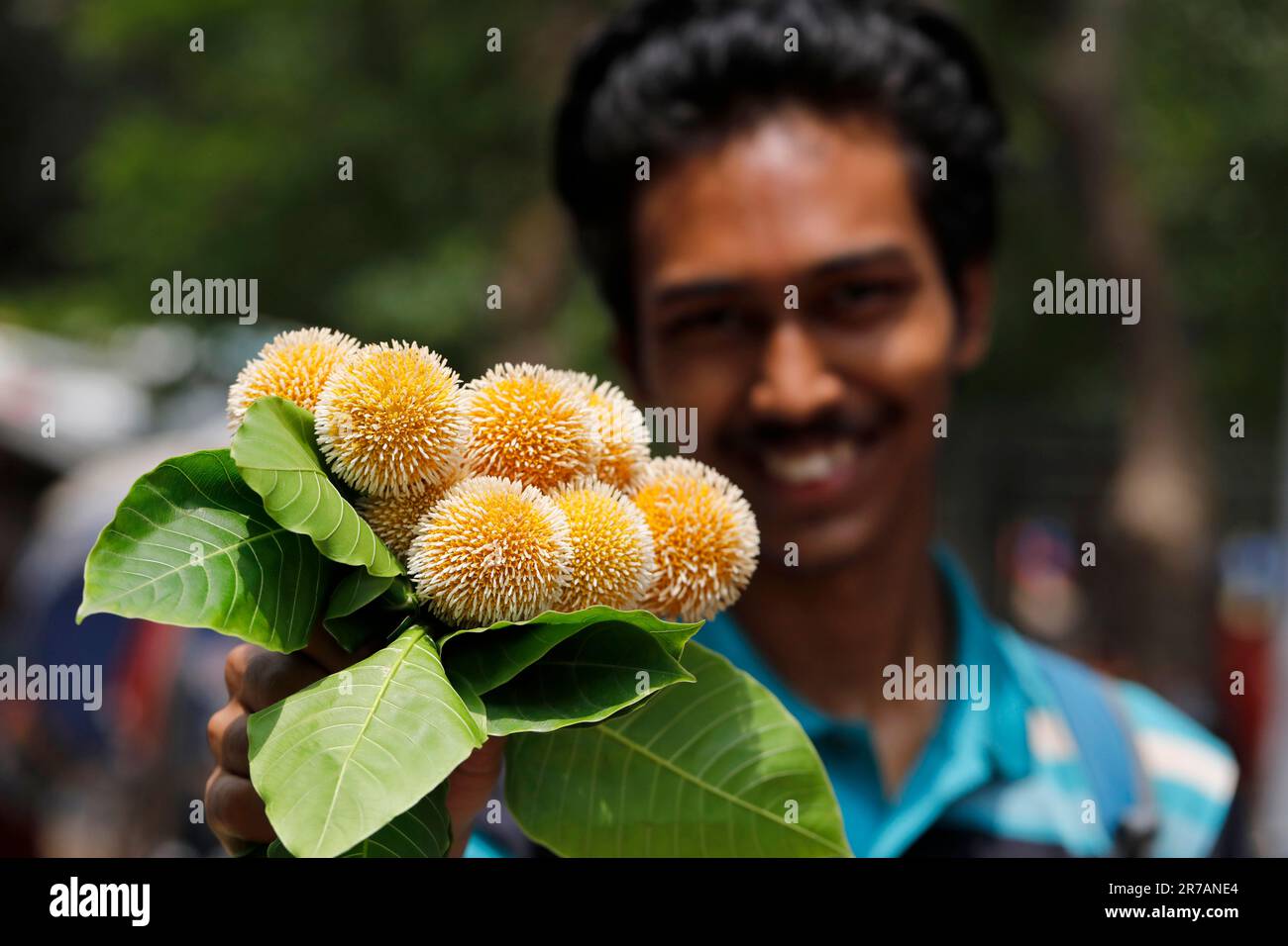 Dhaka, Bangladesh - June 14, 2023: The Burflower flower popularly known ...