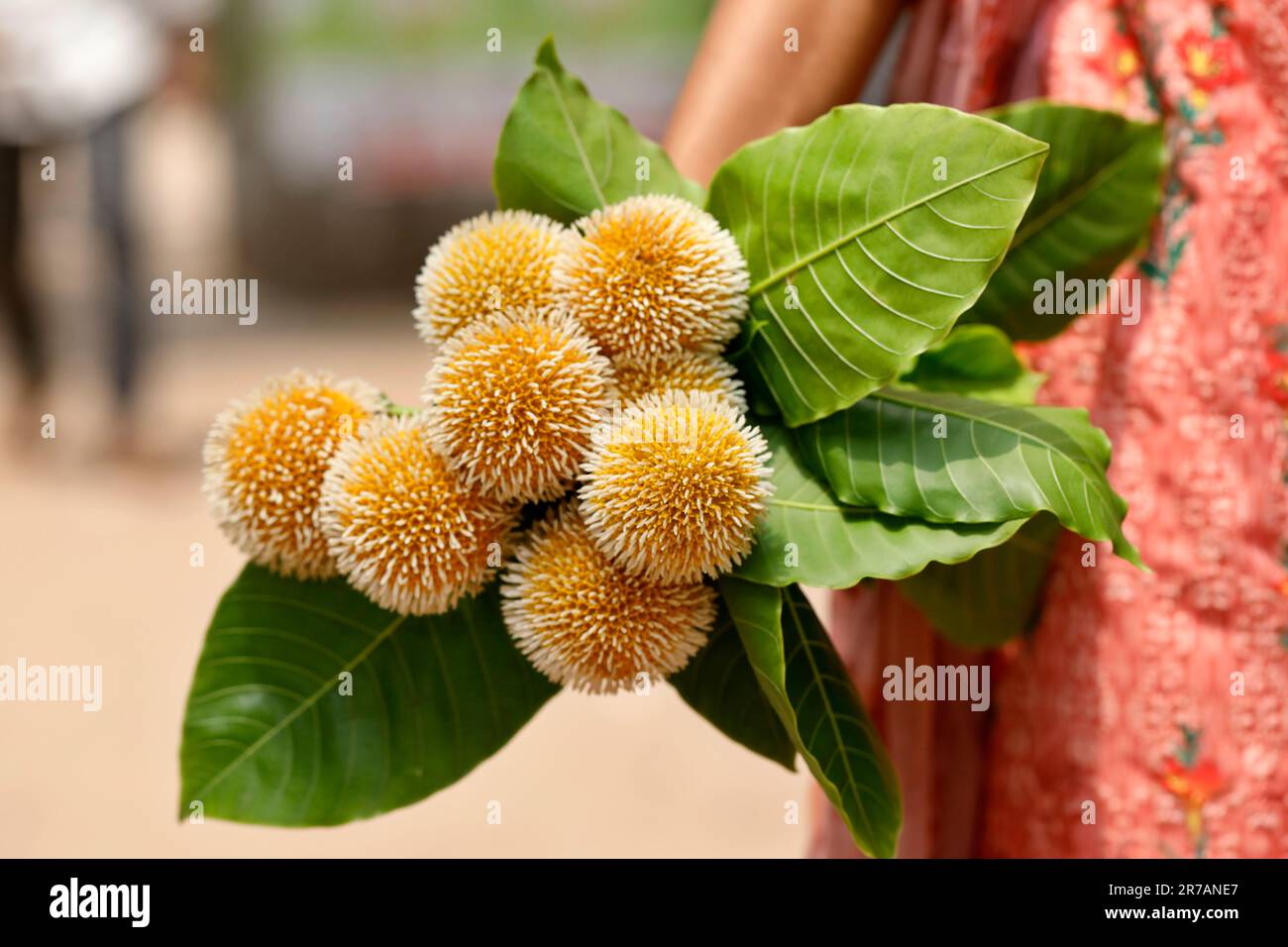 Dhaka, Bangladesh - June 14, 2023: The Burflower flower popularly known ...