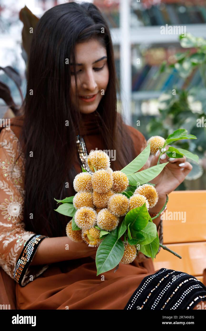 Dhaka, Bangladesh - June 14, 2023: The Burflower flower popularly known ...