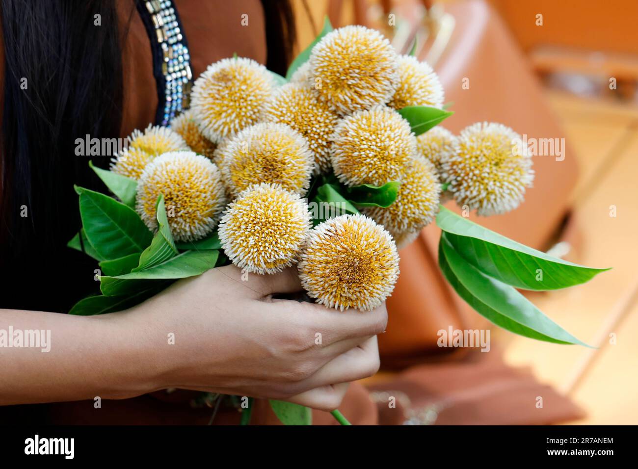 Dhaka, Bangladesh - June 14, 2023: The Burflower flower popularly known ...