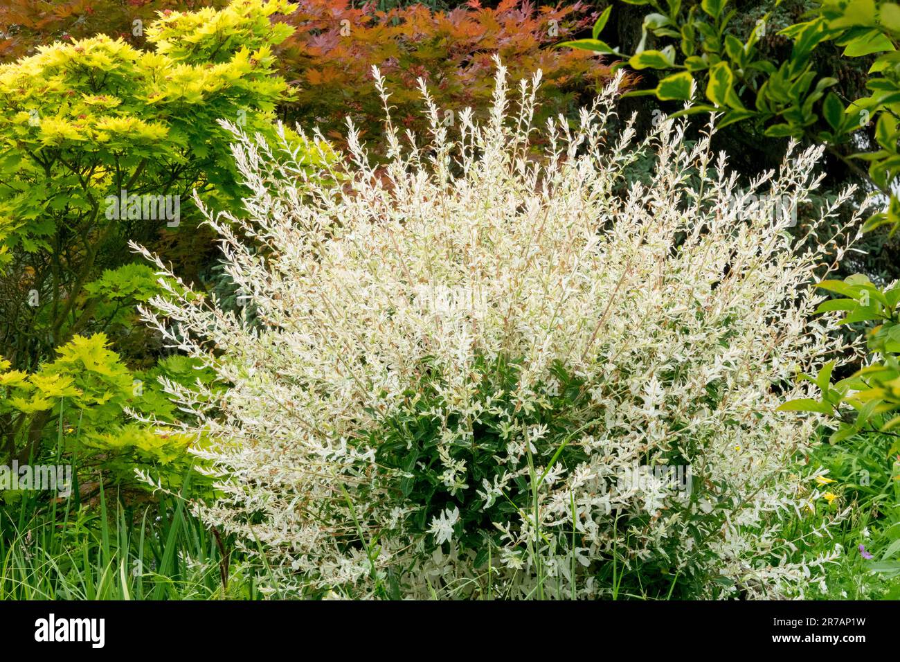 Salix Integra Hakuro Nishiki Care NatureNest Set Van 4 XXL Salix