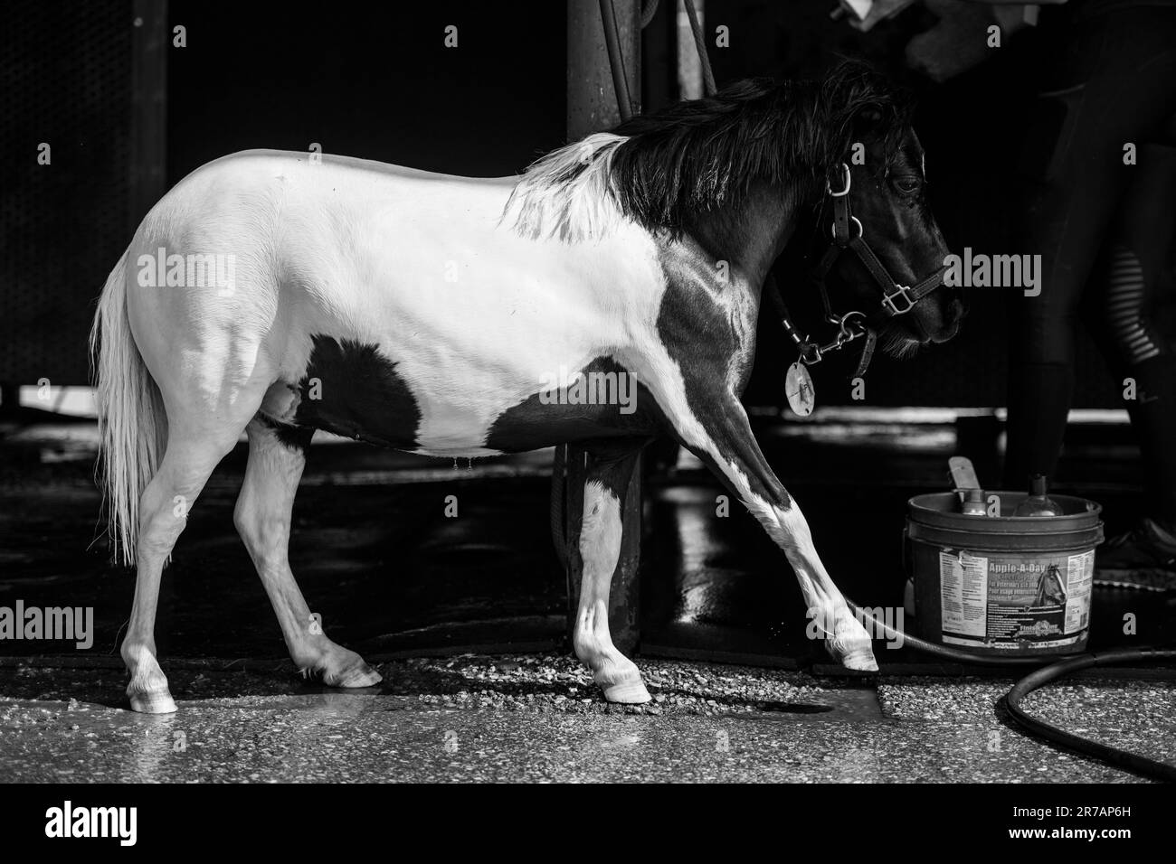Emotional support pony hi-res stock photography and images - Alamy