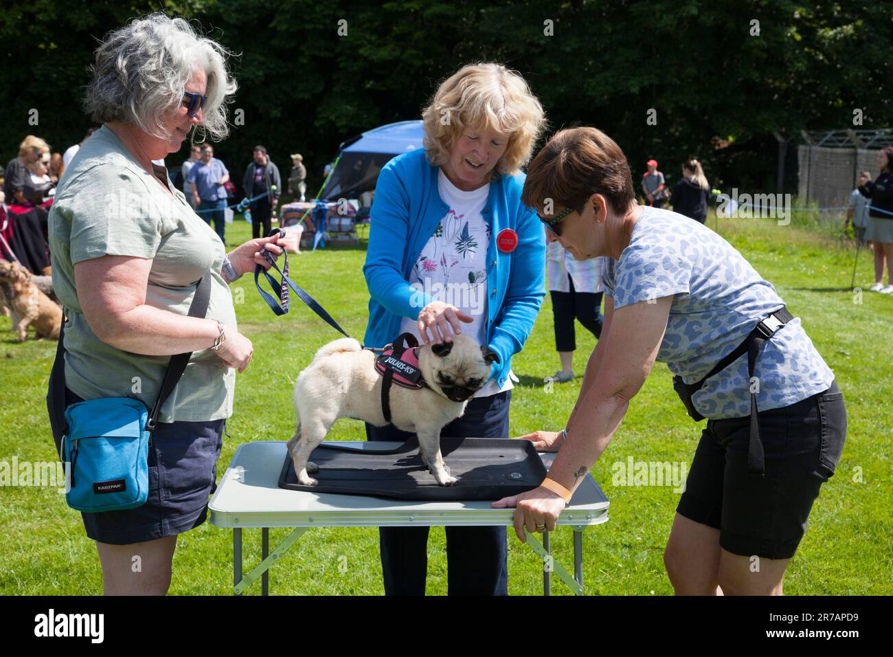 Judging at the dog show, Rhu Gala Stock Photo - Alamy