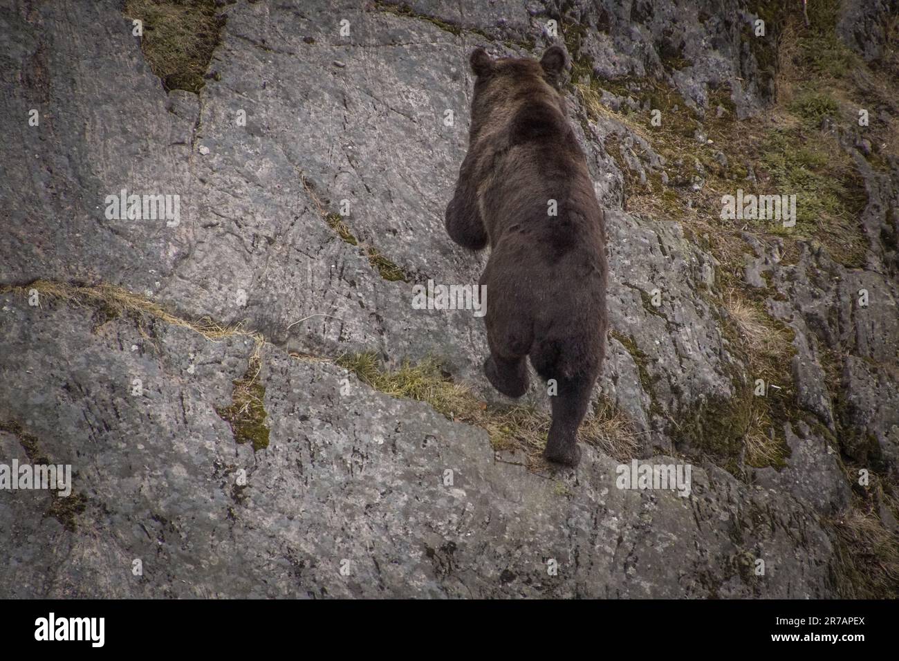 Bear on rock hi-res stock photography and images - Alamy