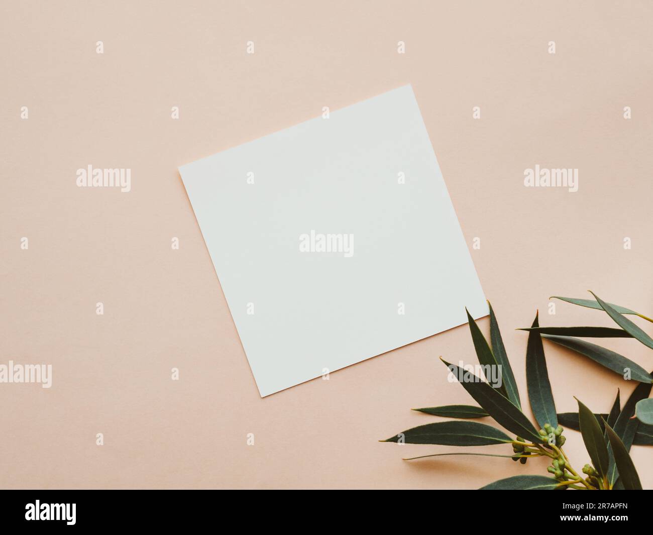 White blank paper square card mockup and green eucalyptus branch on ...