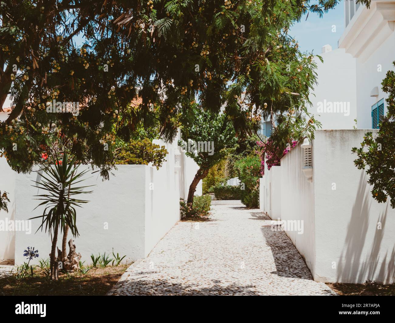 Street view with white buildings and fence, different plants in small ...