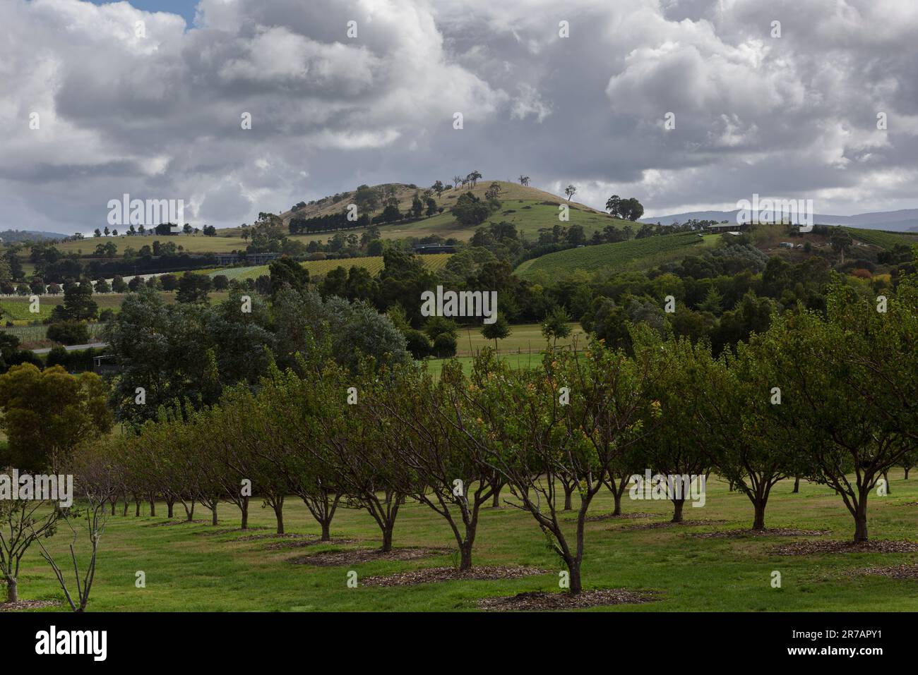 Landscape around Alexandra, Victoria, Australia Stock Photo - Alamy
