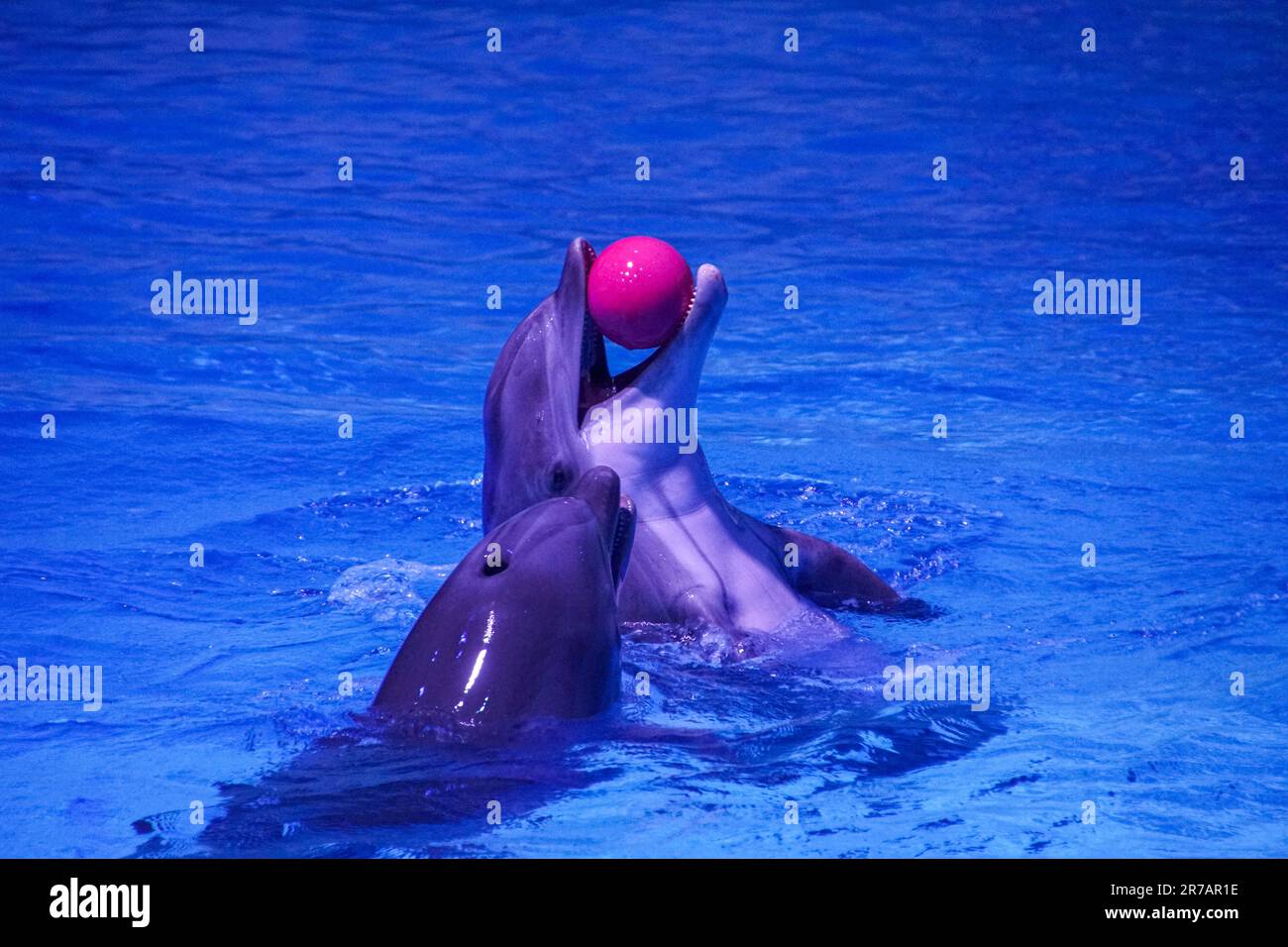 Dolphin with a ball hi-res stock photography and images - Alamy