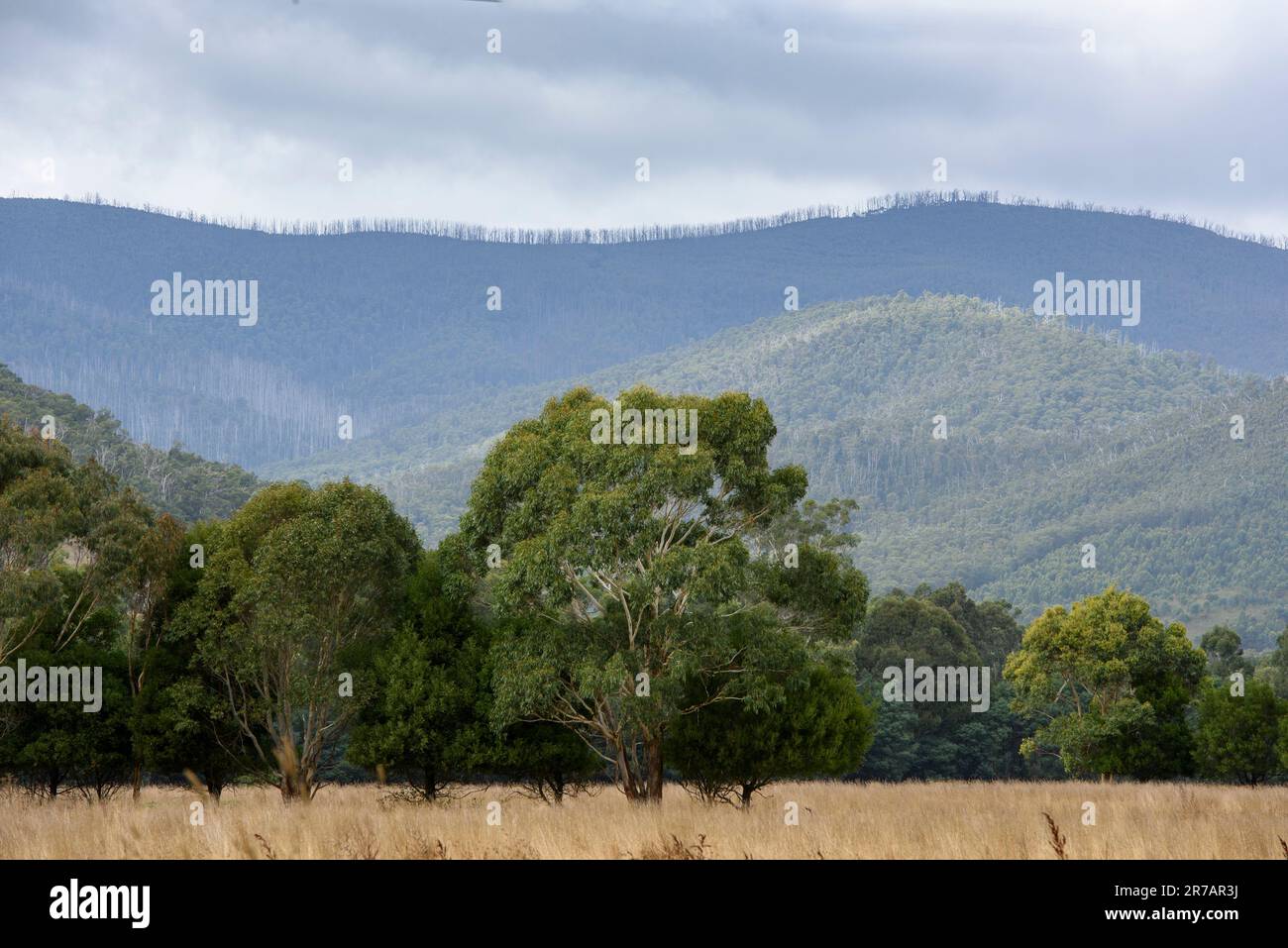 Landscape around Alexandra, Victoria, Australia Stock Photo - Alamy