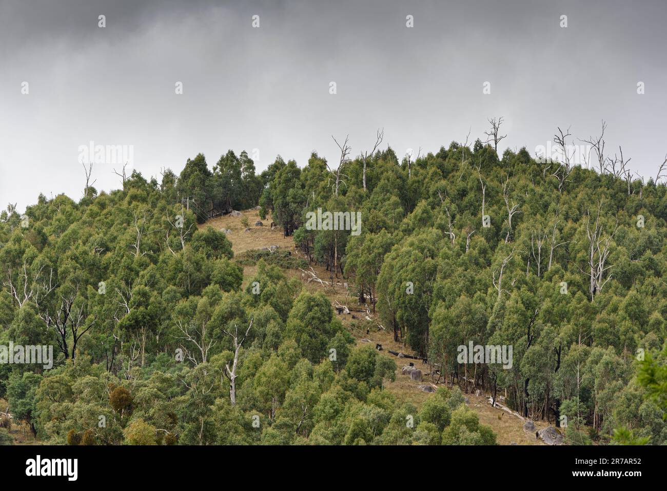Landscape around Alexandra, Victoria, Australia Stock Photo - Alamy