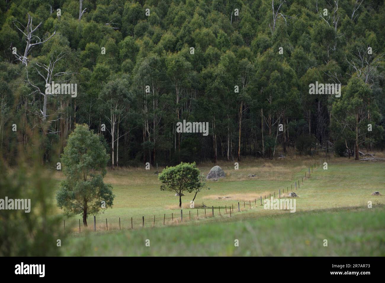 Landscape around Alexandra, Victoria, Australia Stock Photo - Alamy