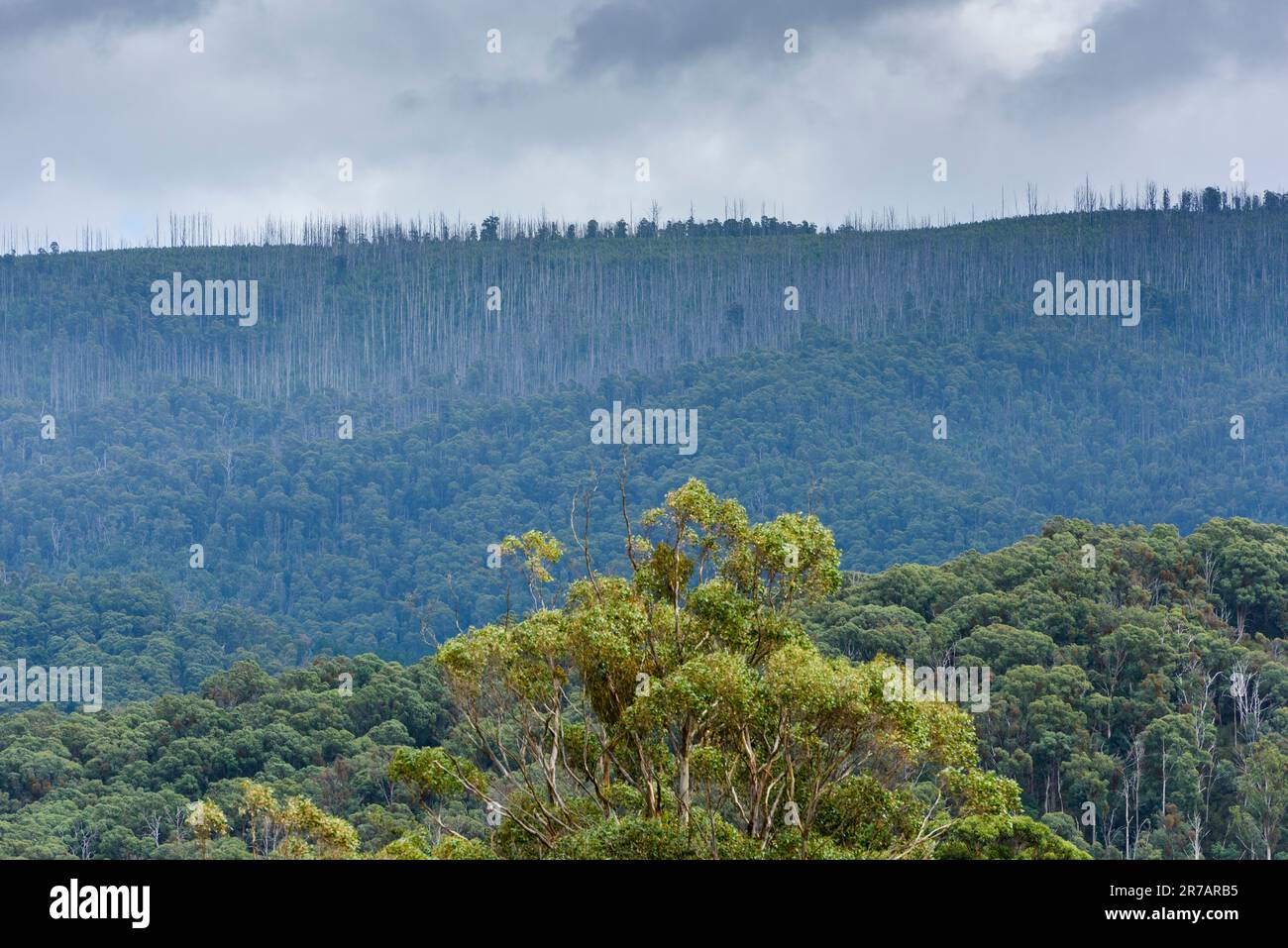 Landscape around Alexandra, Victoria, Australia Stock Photo - Alamy