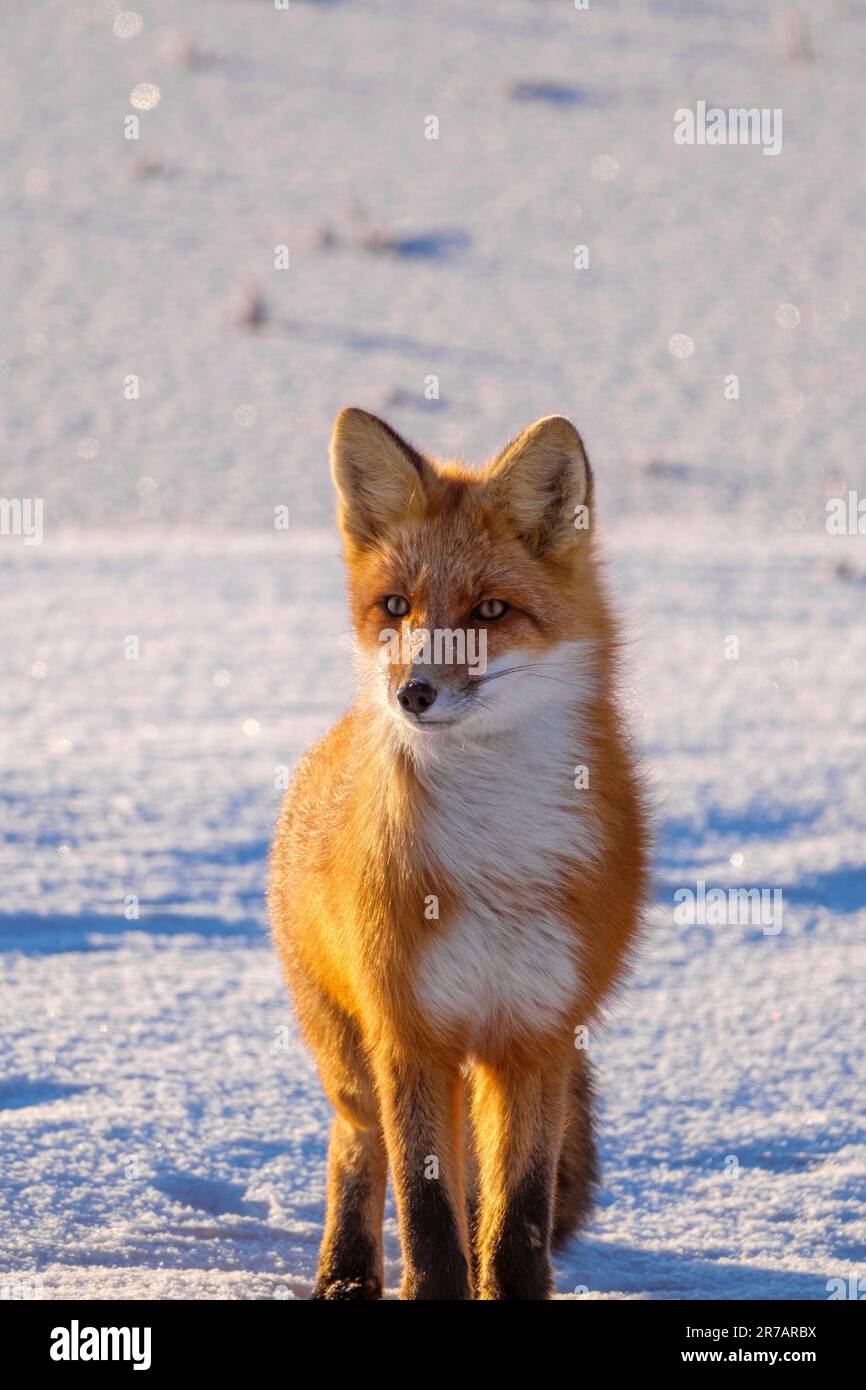 A beautiful red fox strutting across the tundra in Prudhoe Bay, Alaska ...