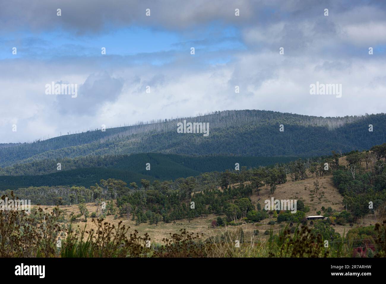 Landscape around Alexandra, Victoria, Australia Stock Photo - Alamy