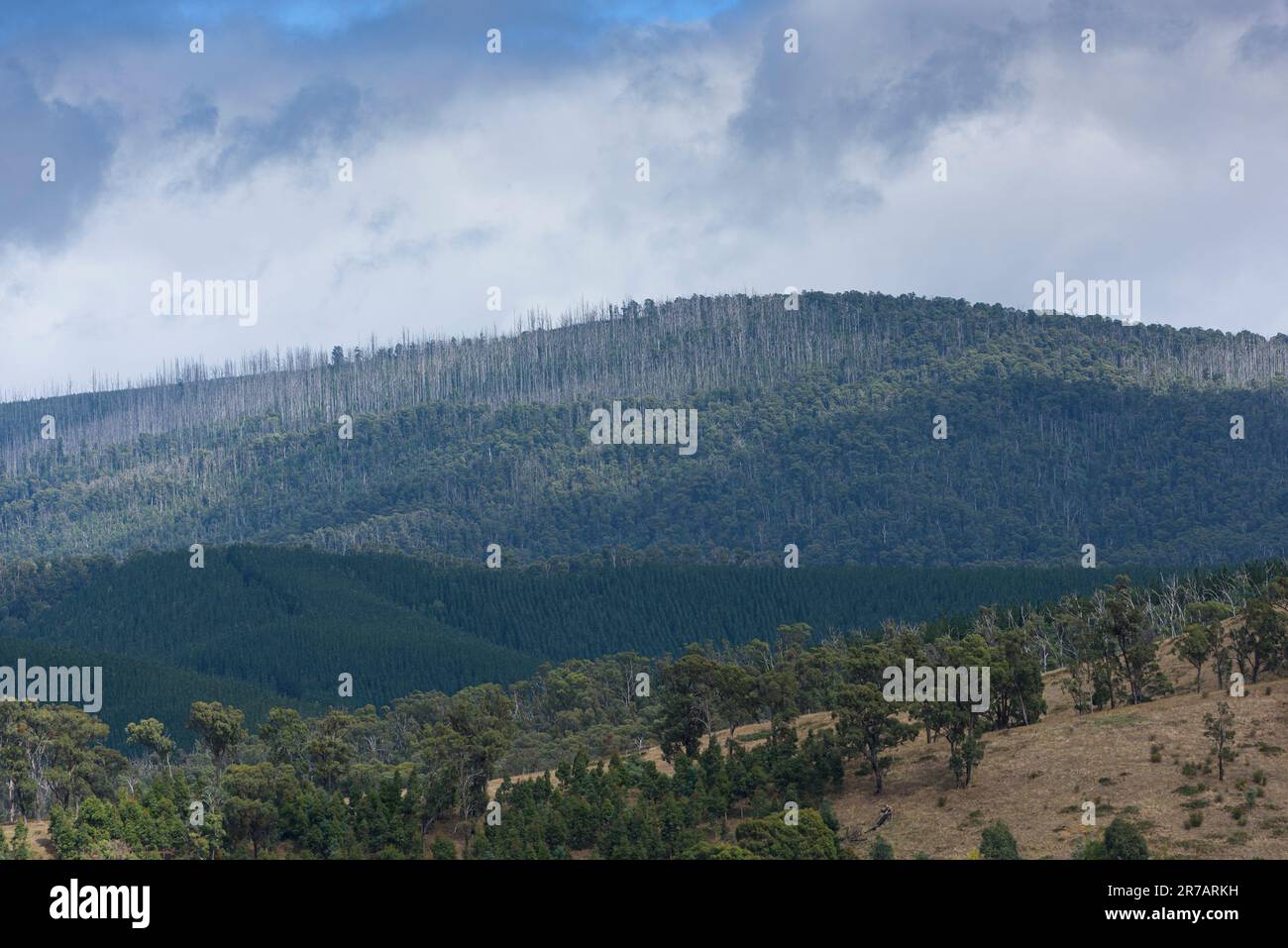 Landscape around Alexandra, Victoria, Australia Stock Photo - Alamy