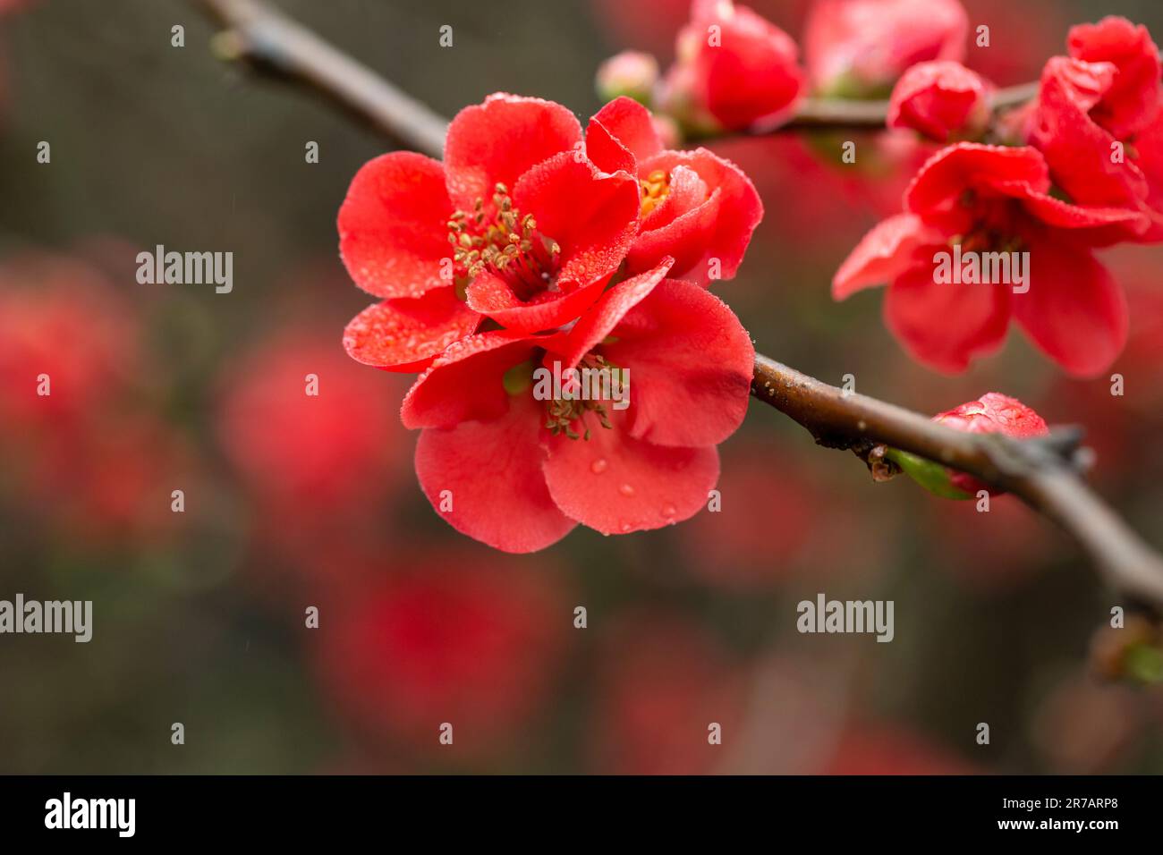 Detail of pretty red flowers of a Japanese quince Chaenomeles japonica ...