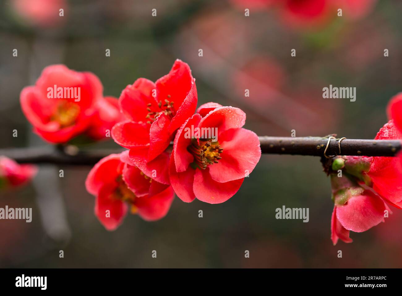 Detail of pretty red flowers of a Japanese quince Chaenomeles japonica ...