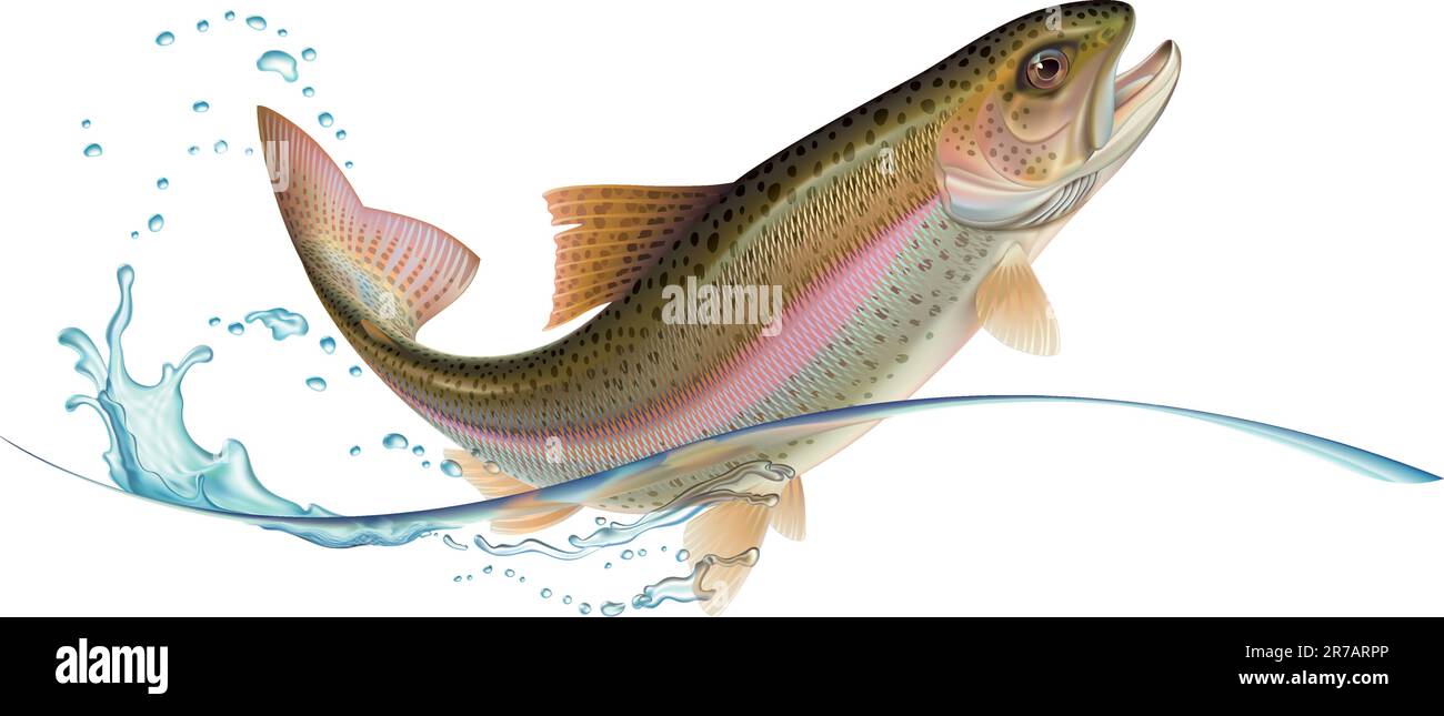Jumping trout with water splash. Vector illustration Stock Vector Image ...