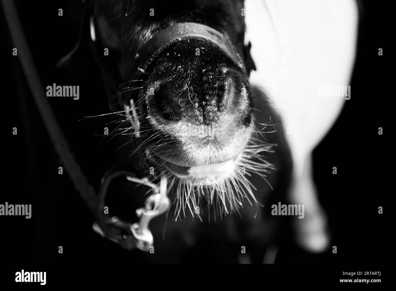 Mini diva hi-res stock photography and images - Alamy