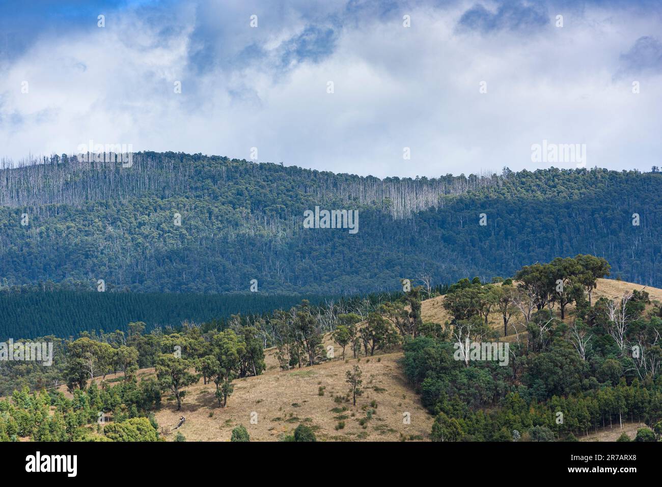 Landscape around Alexandra, Victoria, Australia Stock Photo - Alamy