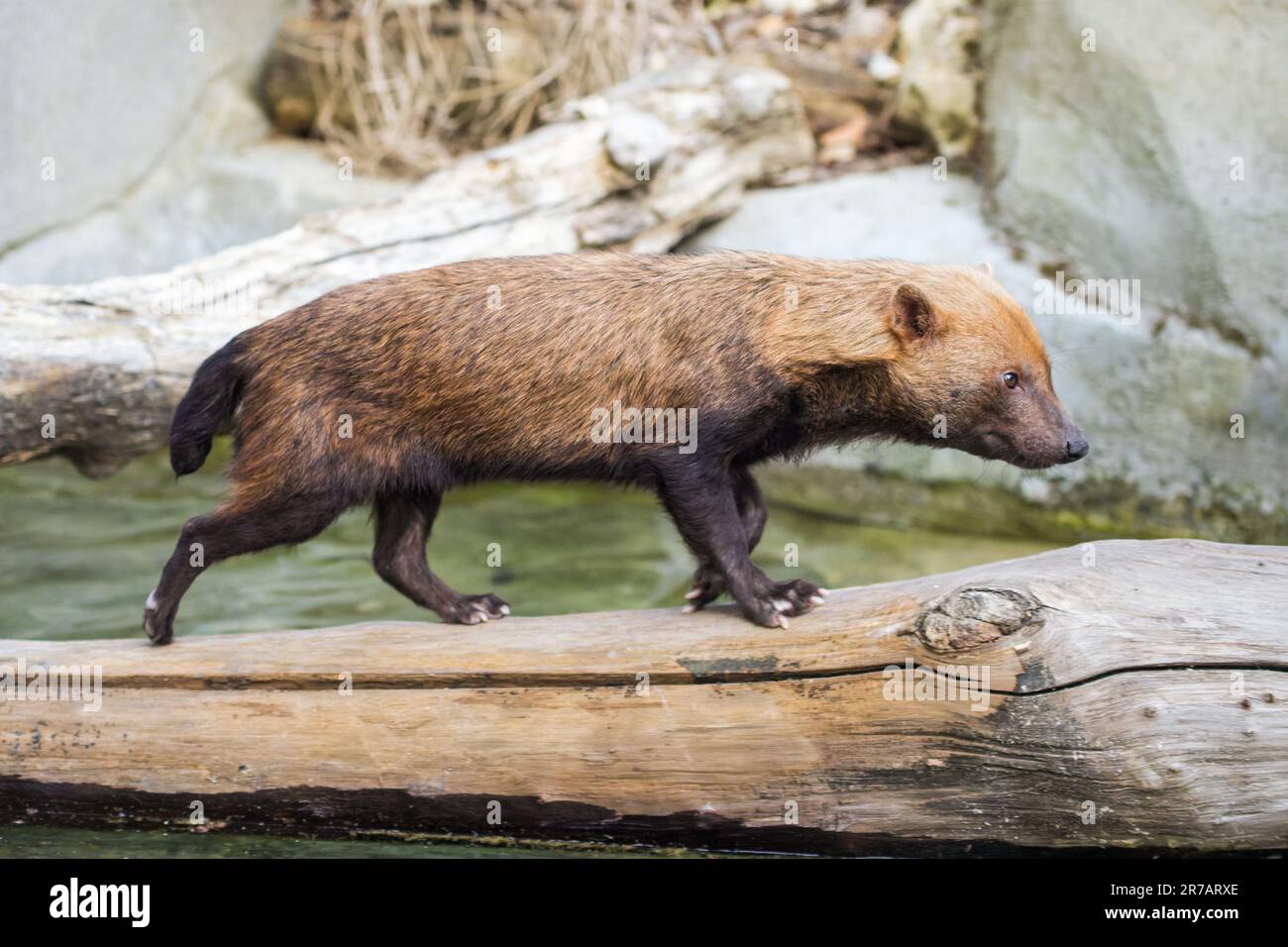 Bush dog walking Stock Photo - Alamy