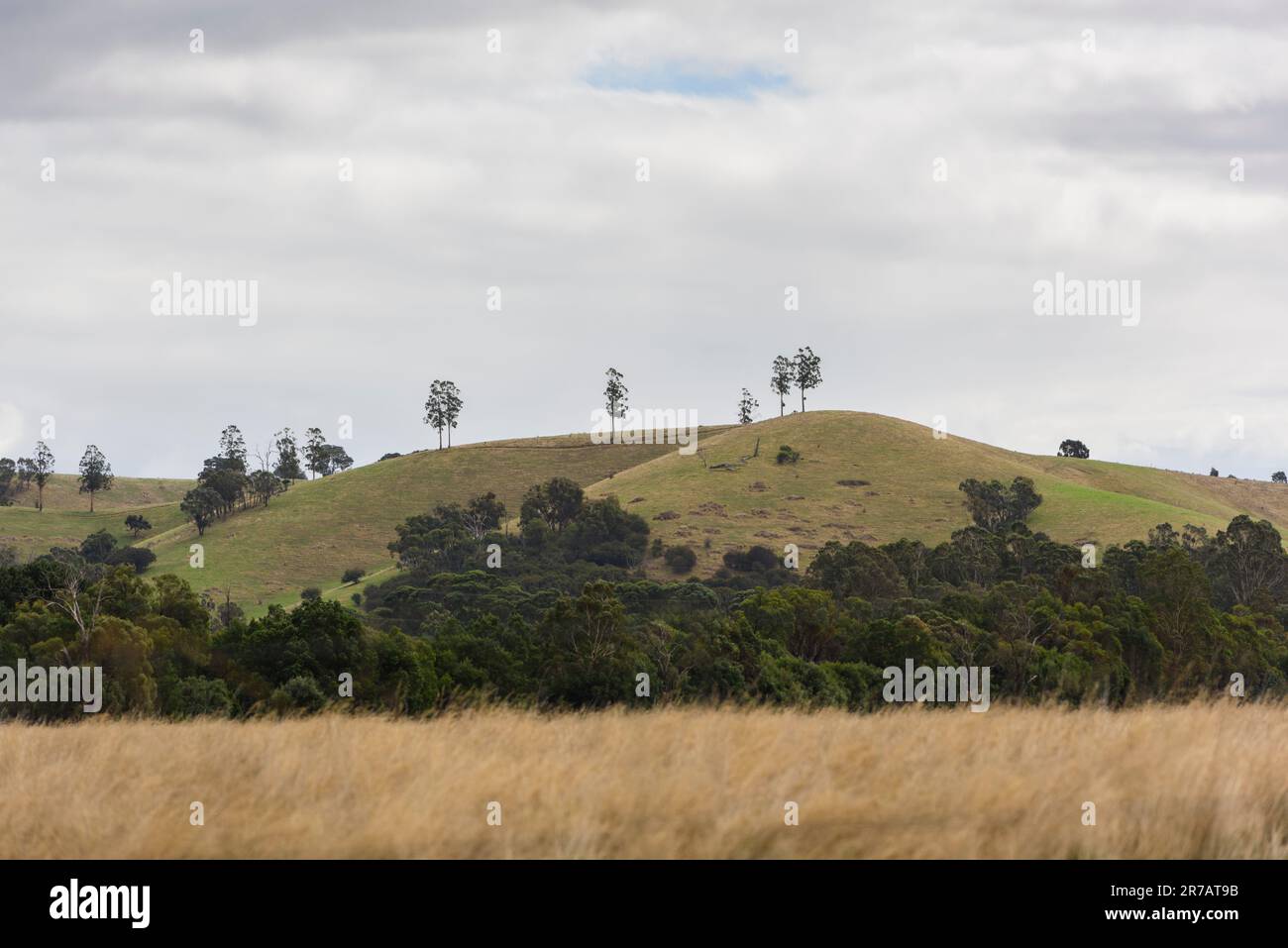 Landscape around Alexandra, Victoria, Australia Stock Photo - Alamy