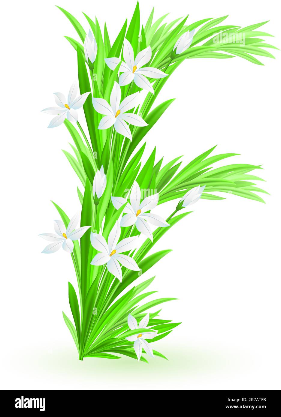 One letter of spring flowers alphabet - F. Illustration on white ...