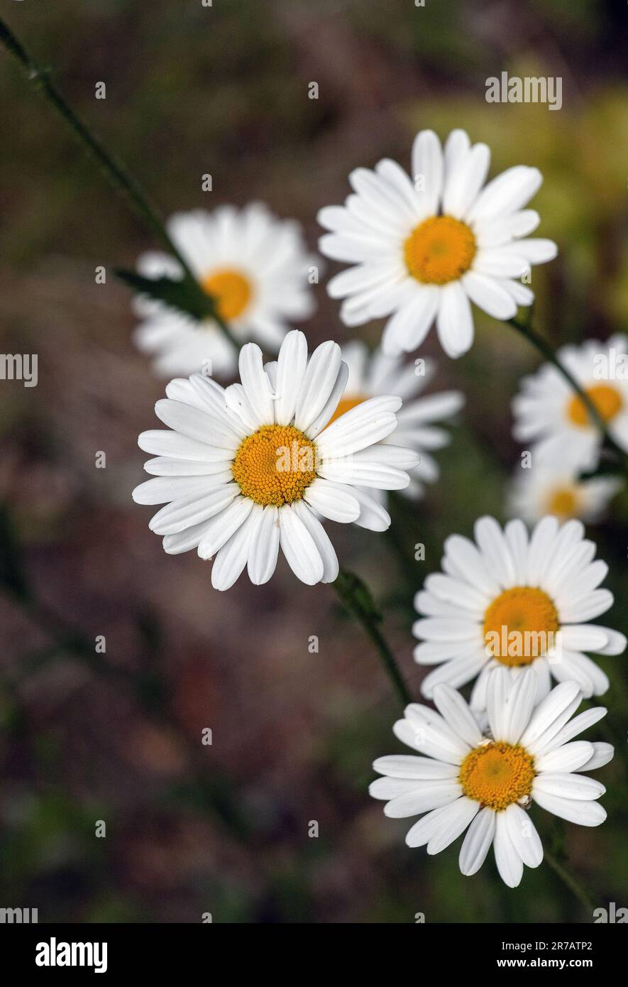 Blooming blossoms of ox-eye daisy, oxeye daisy, dog daisy (Leucanthemum ...