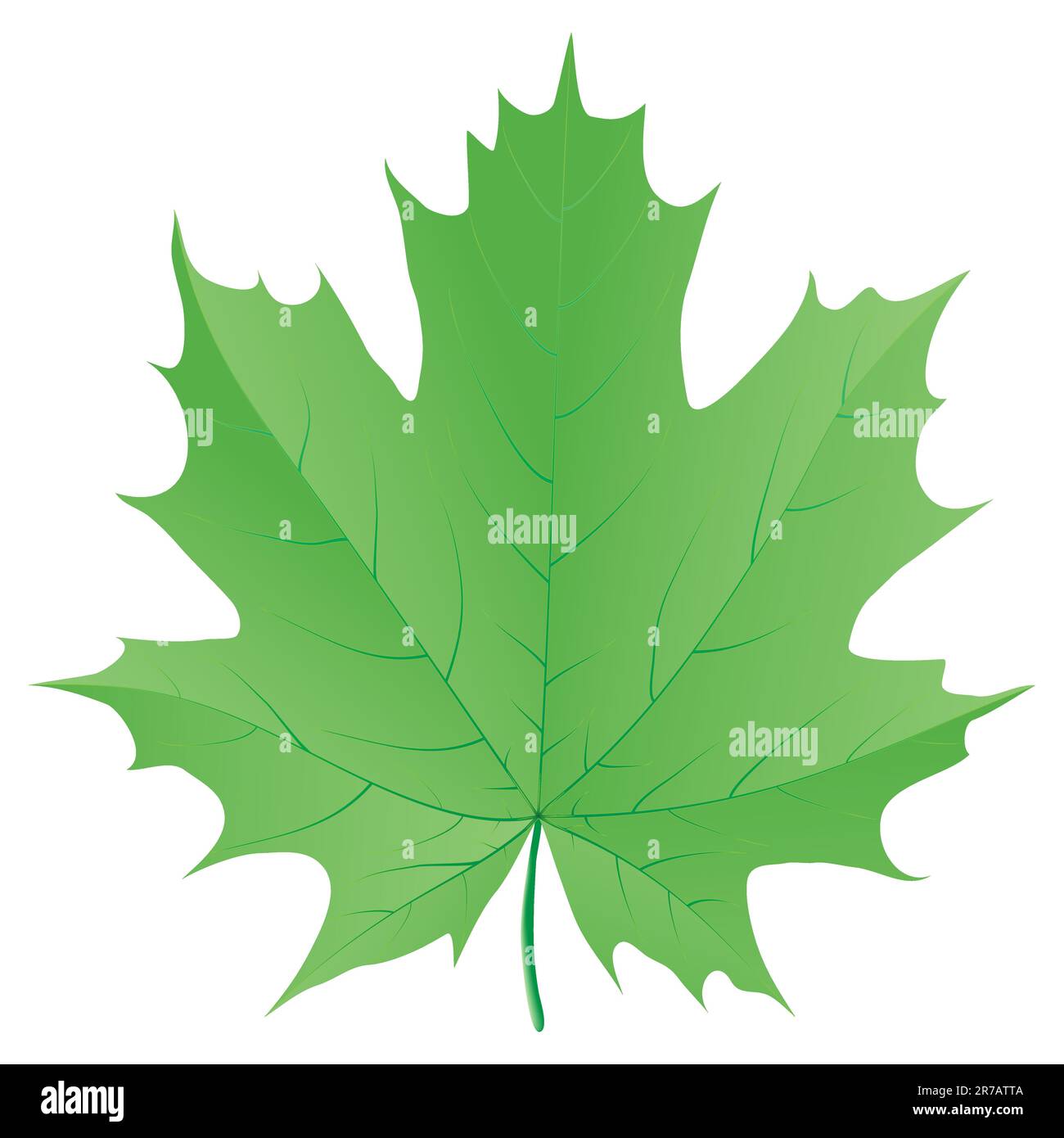 Green maple leaf isolated on white background Stock Vector Image & Art ...