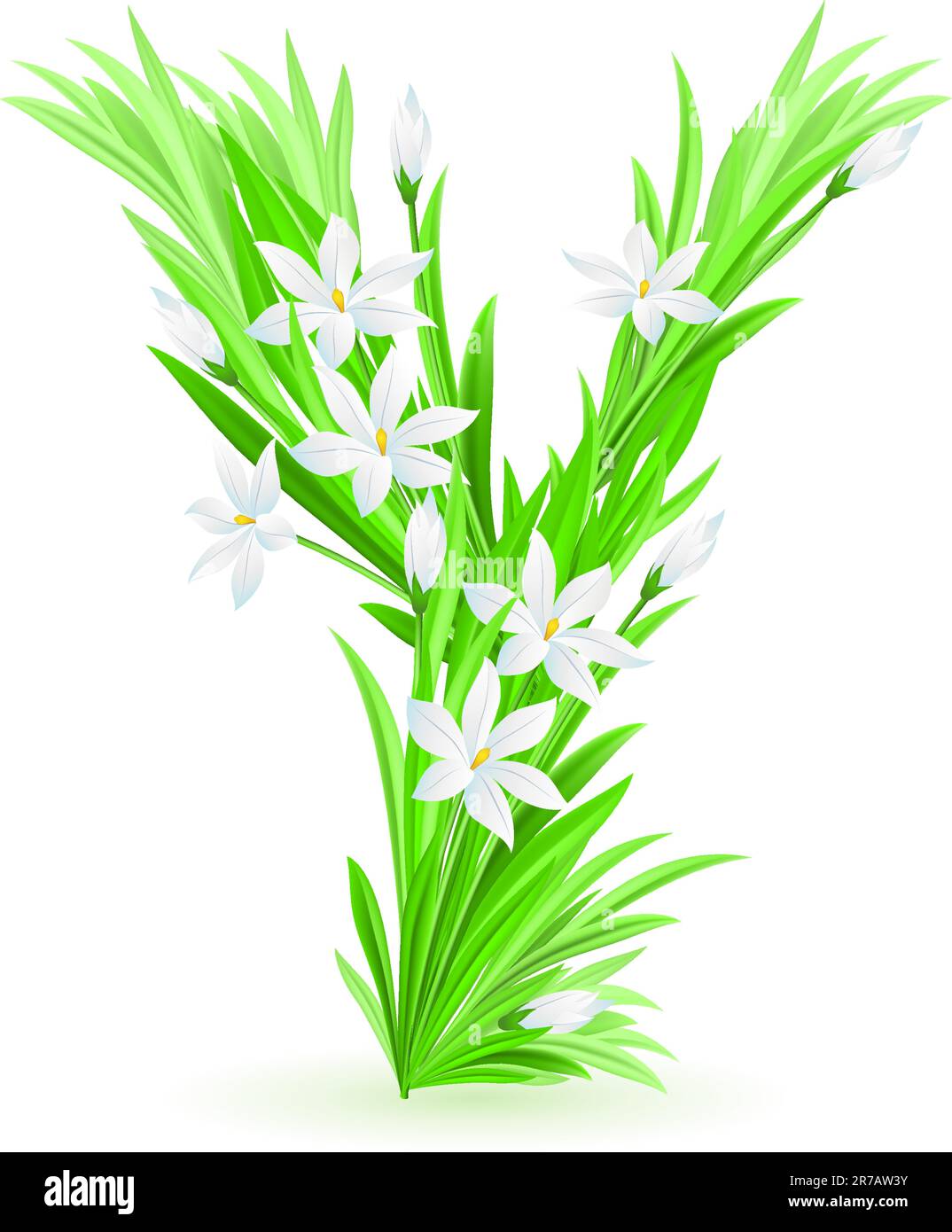 One letter of spring flowers alphabet - Y. Illustration on white ...