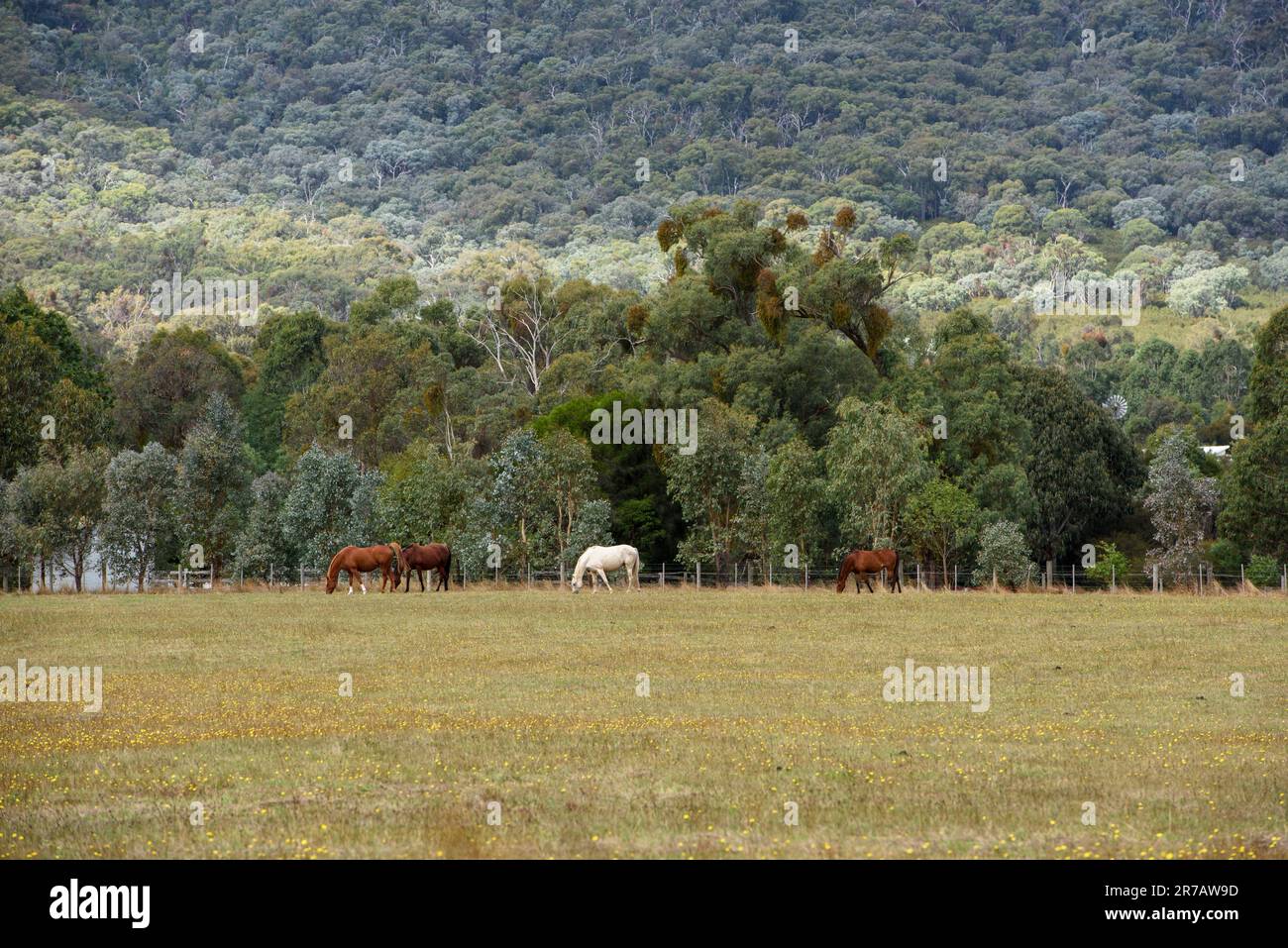 Landscape around Alexandra, Victoria, Australia Stock Photo - Alamy