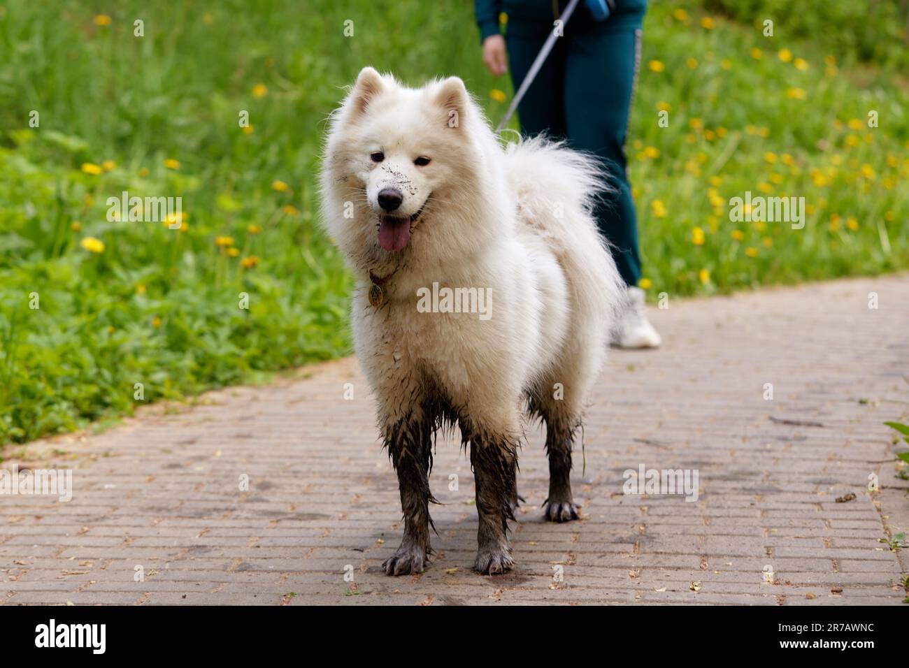 Fluffy white samoyed dog for a walk in the park with his owner. The dog ...