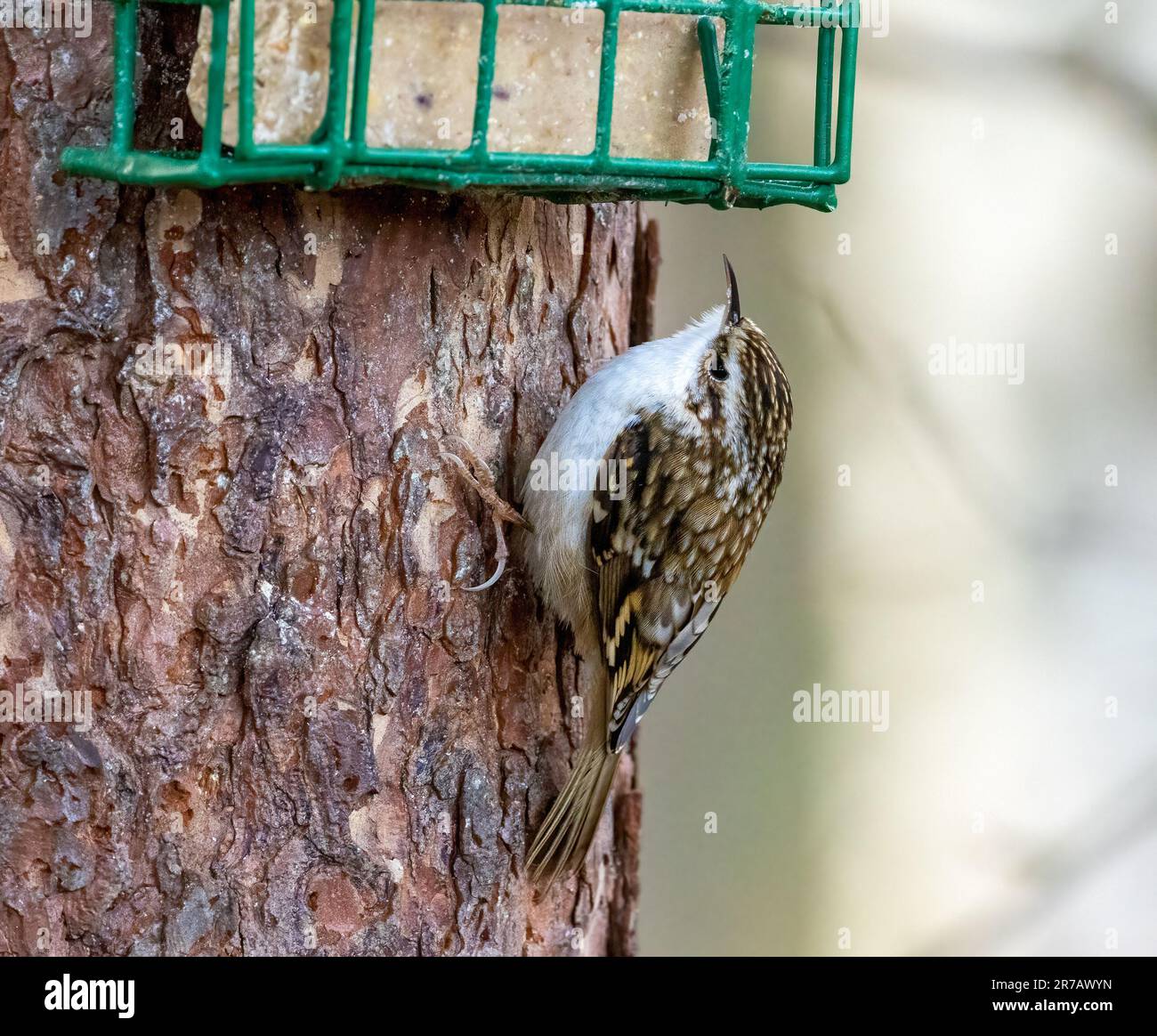 A small brown tree creeper bird perched on a gnarled tree trunk ...