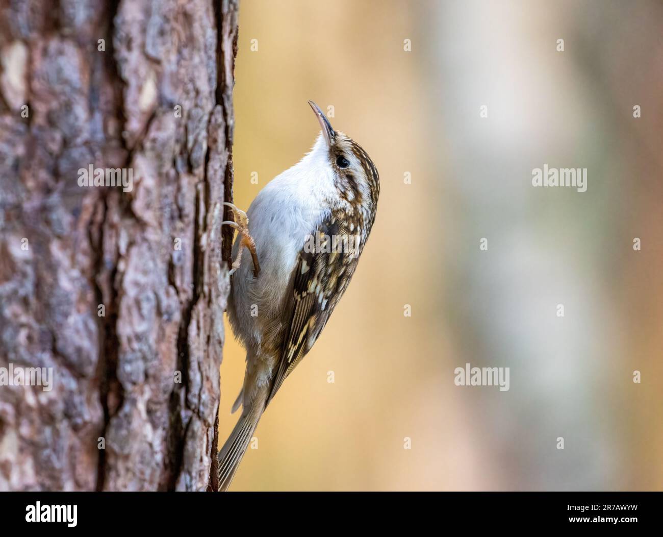 A tree creeper bird perched on the bark of a tree trunk, with its beak ...