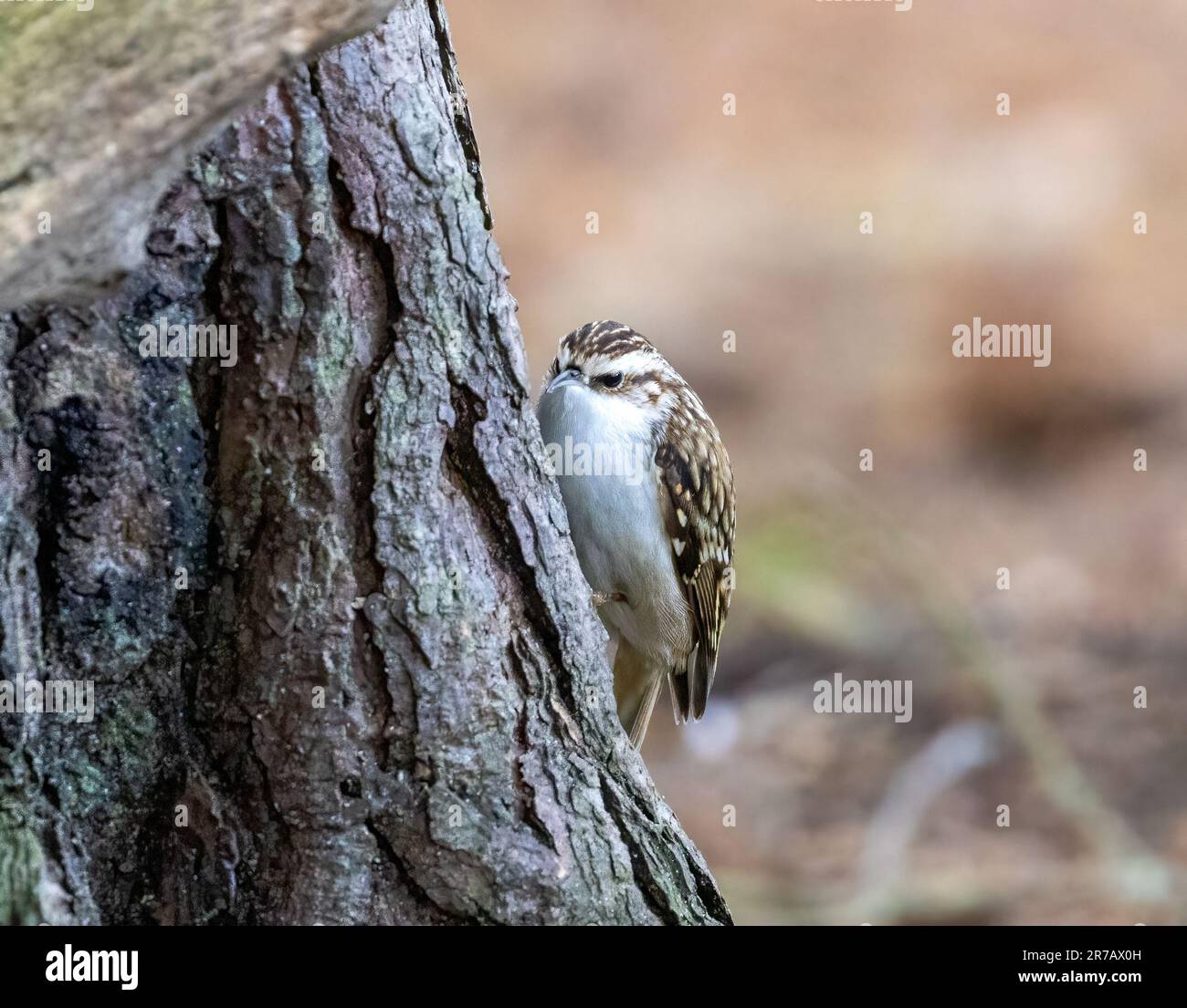 Brown creeper nest hi-res stock photography and images - Alamy