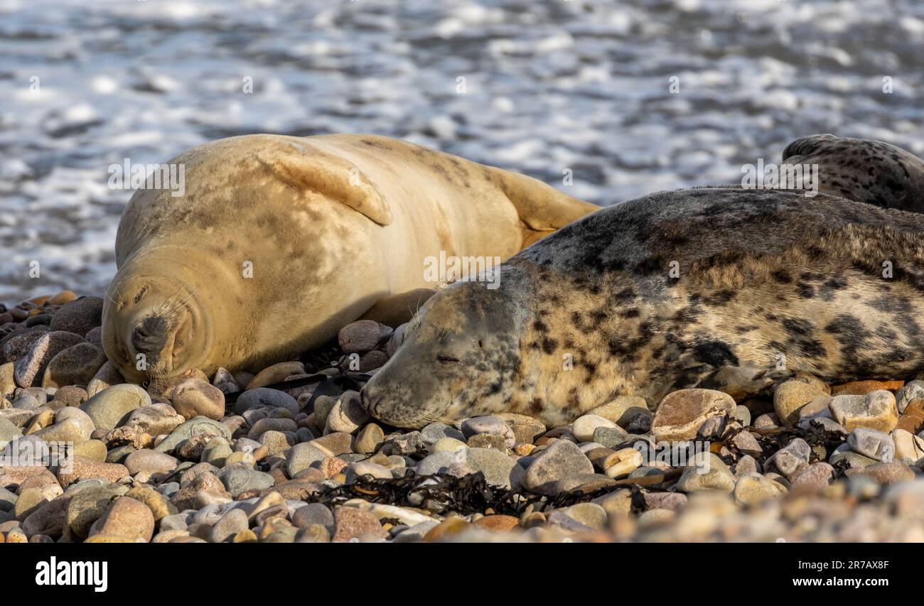 Body seals hi-res stock photography and images - Alamy
