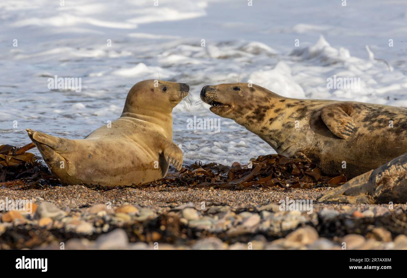 Two juvenile harbor seals playing together on a sandy beach shoreline ...