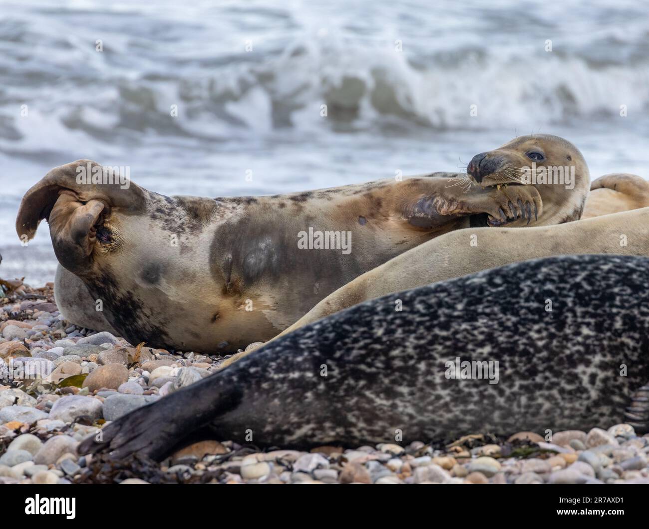 Three harbor seals basking in the sun on the shoreline of a beach Stock ...