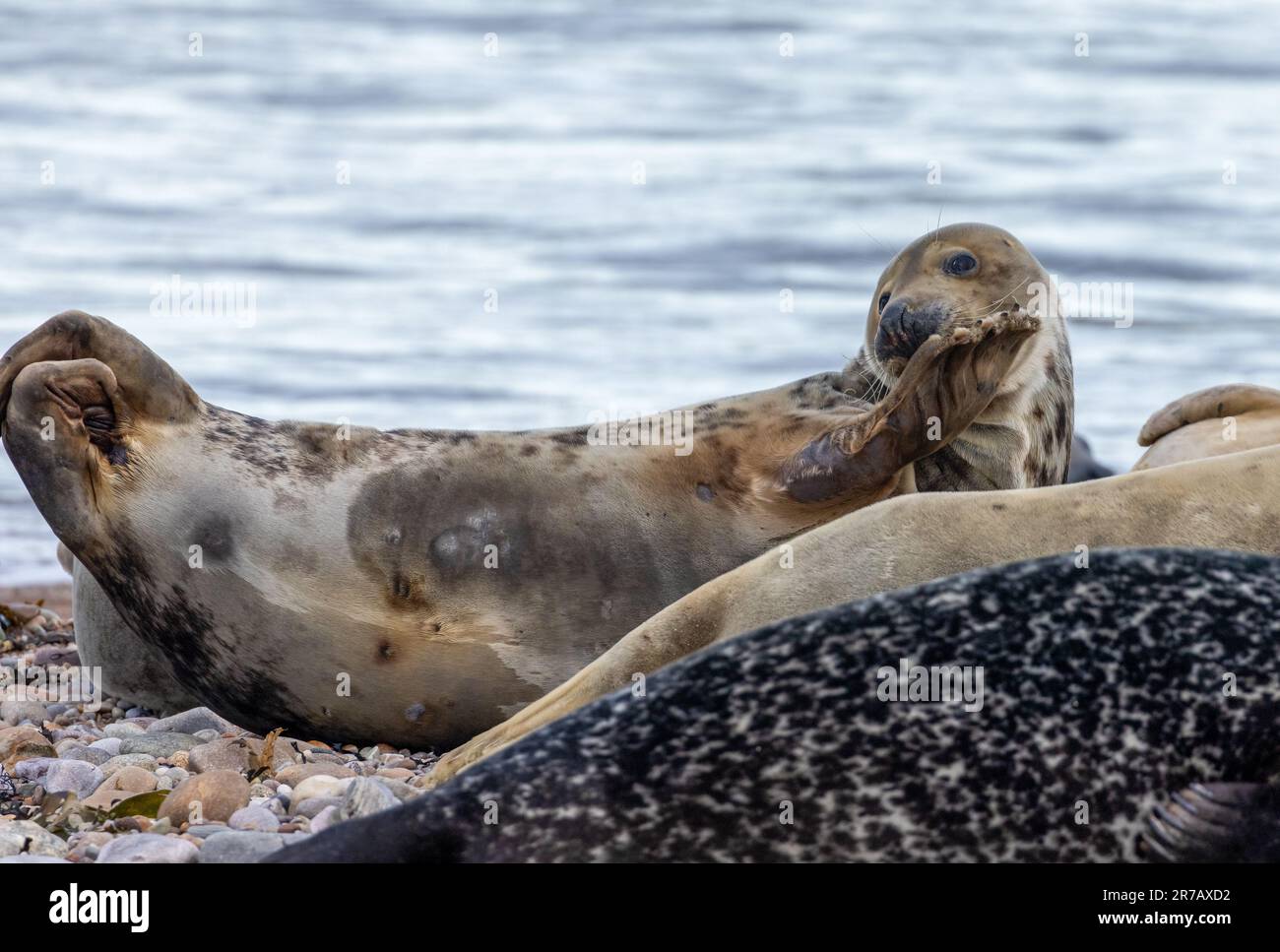 Two seals, one large and one small, resting on the shore of a beach ...