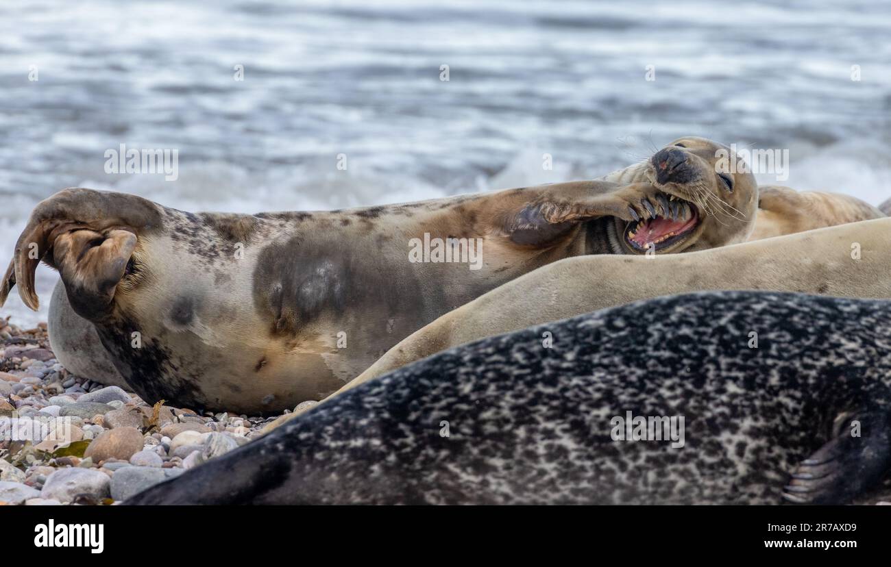 A group of harbor seals relaxing on a sandy beach, one with a mouth ...