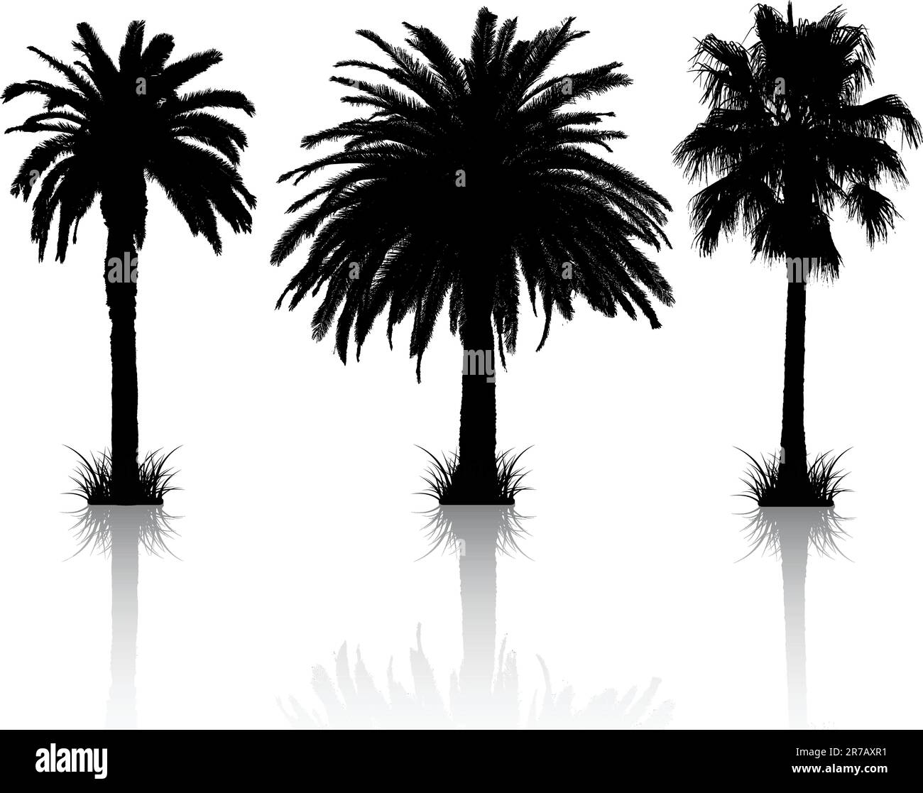 3 palm trees silhouette illustration Stock Vector Images - Alamy