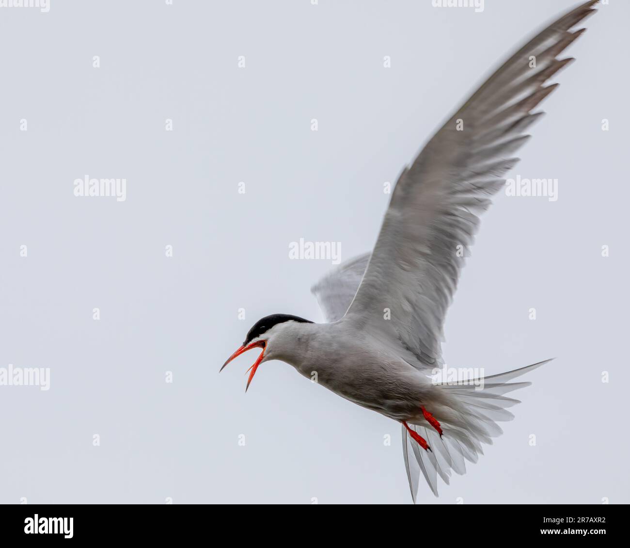 Arctic tern silhouette hi-res stock photography and images - Alamy