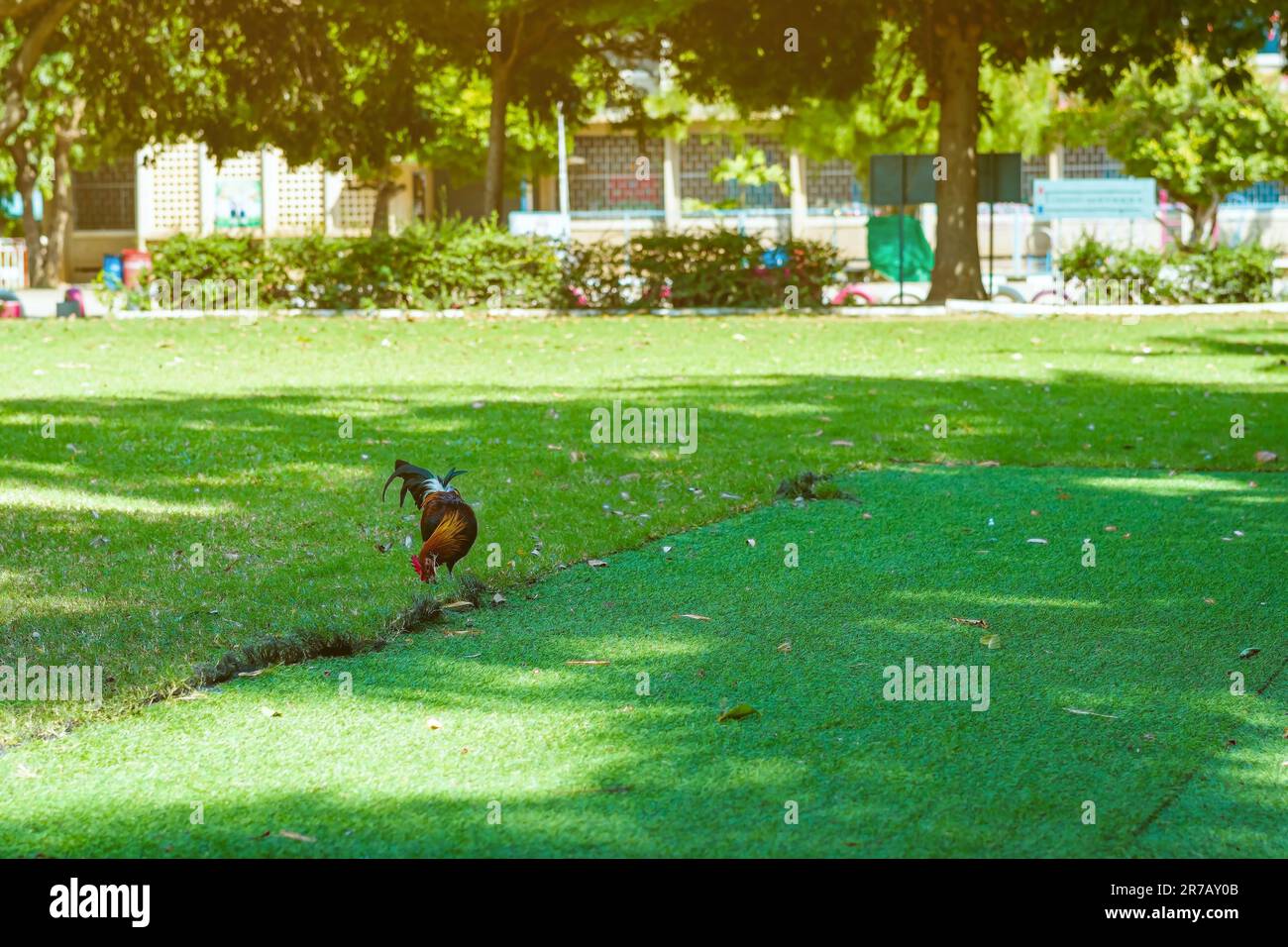 Beautiful domestic red rooster standing and grazing near the artificial ...