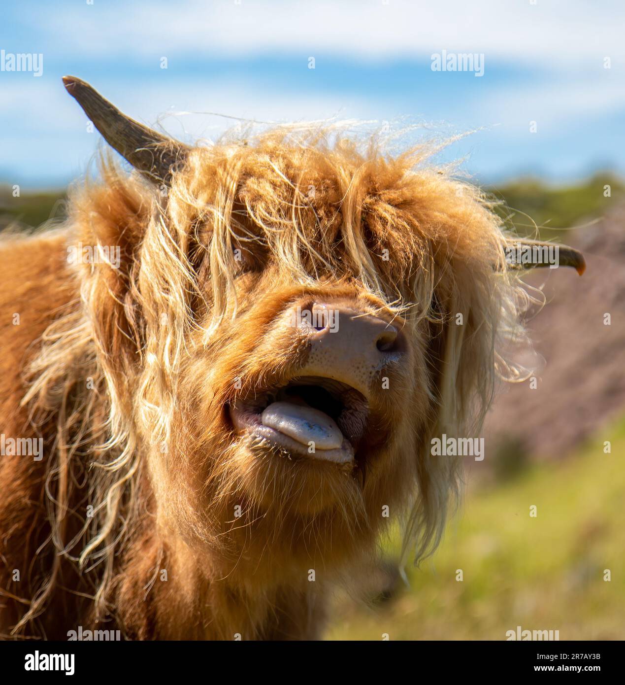 A cute fluffy brown highland cattle enjoying the sunshine in the green ...