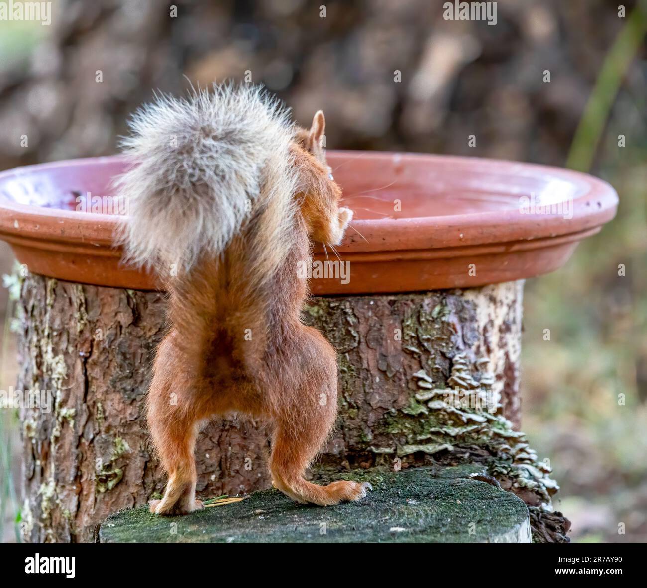 Small front paws hi-res stock photography and images - Alamy