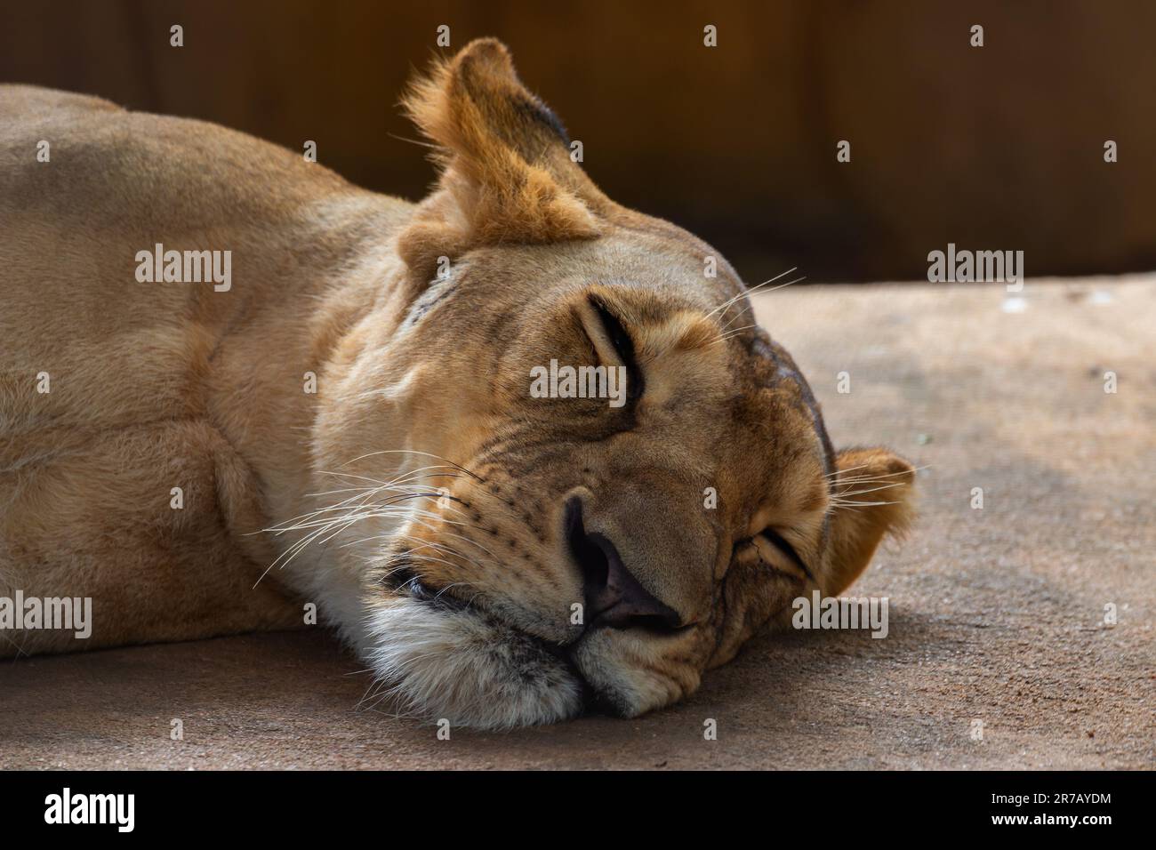 Lion sleeping hi-res stock photography and images - Alamy