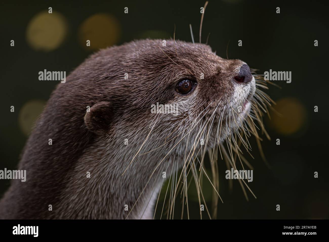 Cute Smooth coated otter (Lutrogale perspicillata) portrait Stock Photo ...