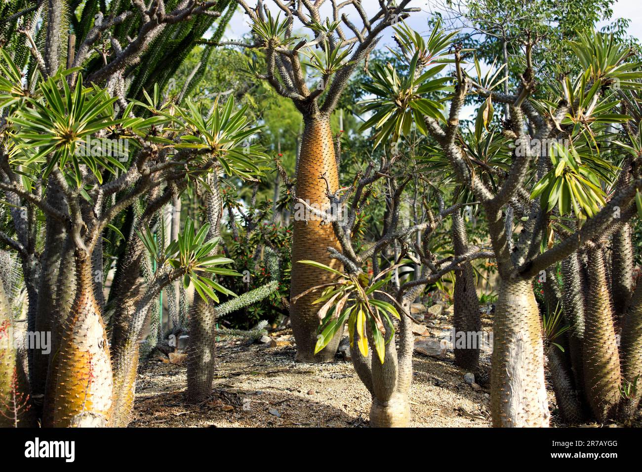 A bunch of cacti and spiky trees growing in a park in San Diego Stock ...